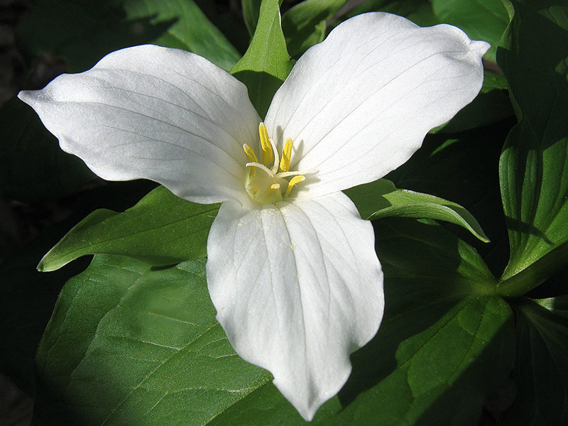 El patrón de la vida, las secuencias de Fibonacci