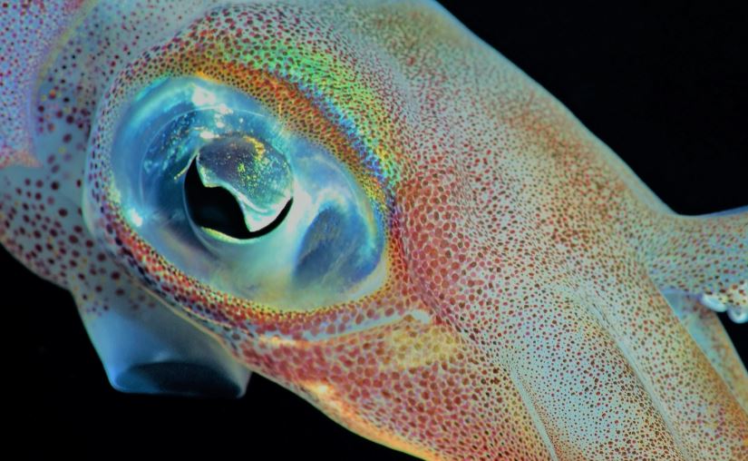 Top 7 Ojos Curiosos de animales en nuestro planeta