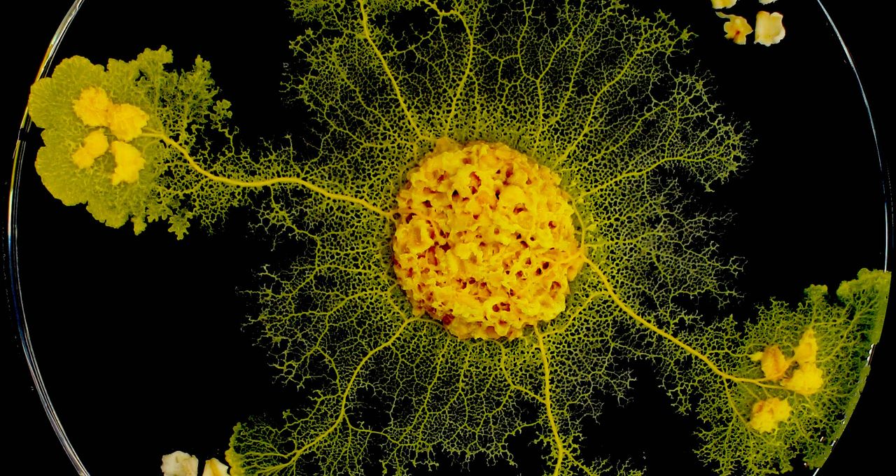 "Blob": el organismo inclasificable que la NASA enviará al espacio