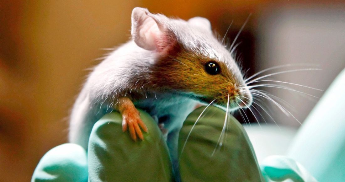 Descubren Gen de monos y ratones que Frena el VIH y el ébola