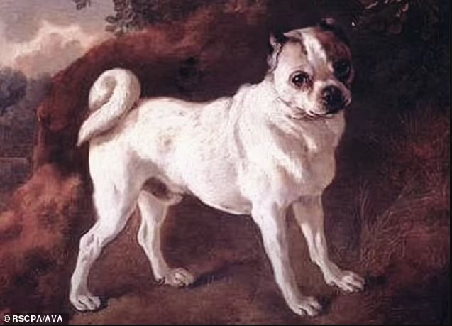 Llaman a prohibir la crianza selectiva en bulldogs y pugs