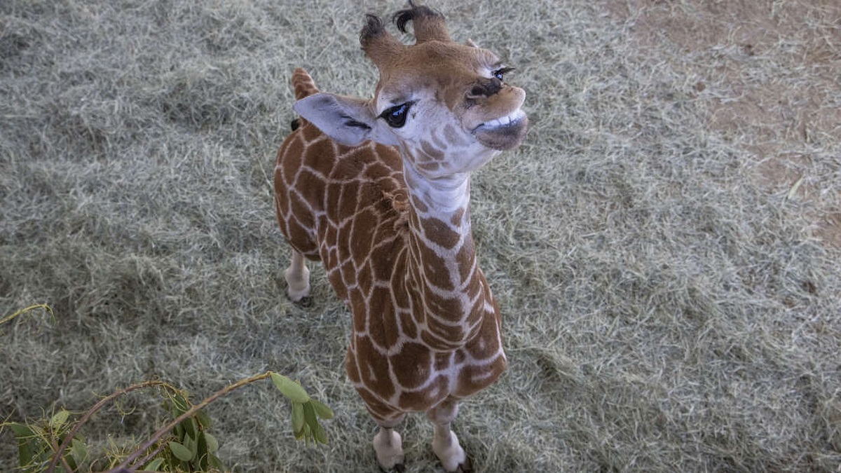 Jirafa Archives » Cerebro Digital