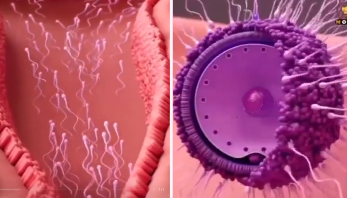 Video: El proceso fascinante de la fecundación