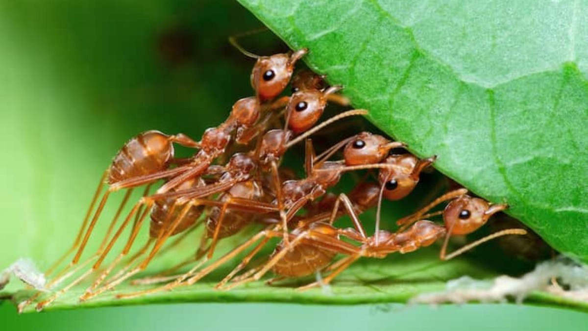 Los científicos han calculado cuántas hormigas hay en la Tierra