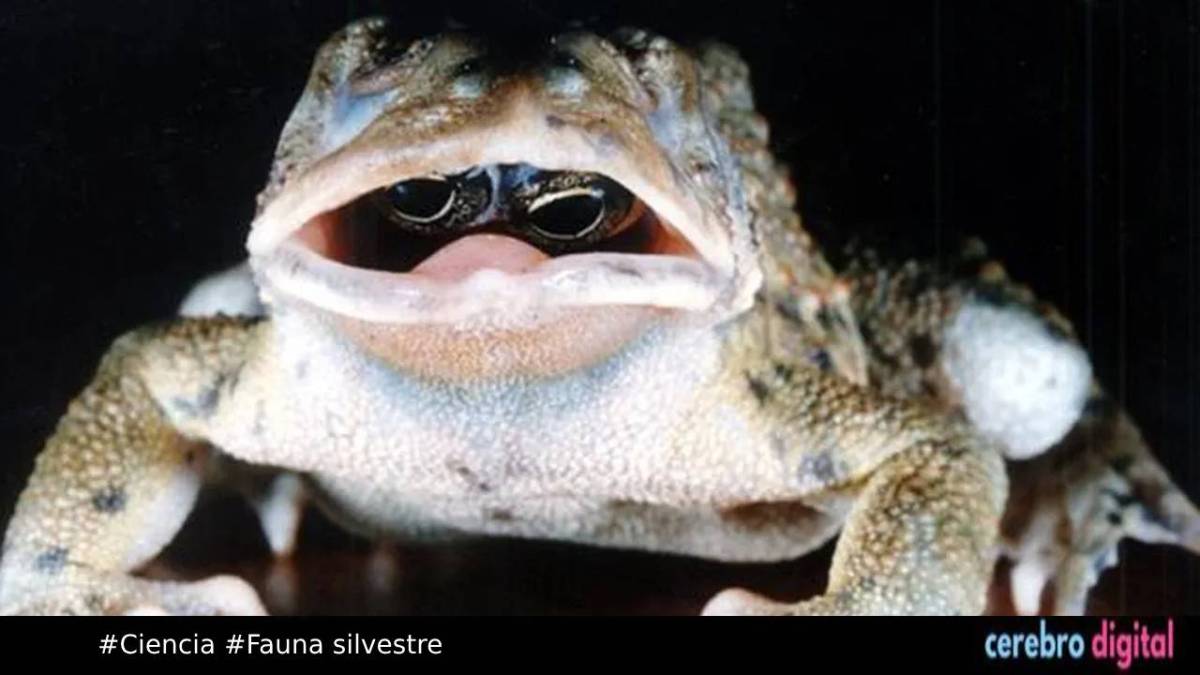 Sapo con ojos en la boca: el enigma de una fotografía