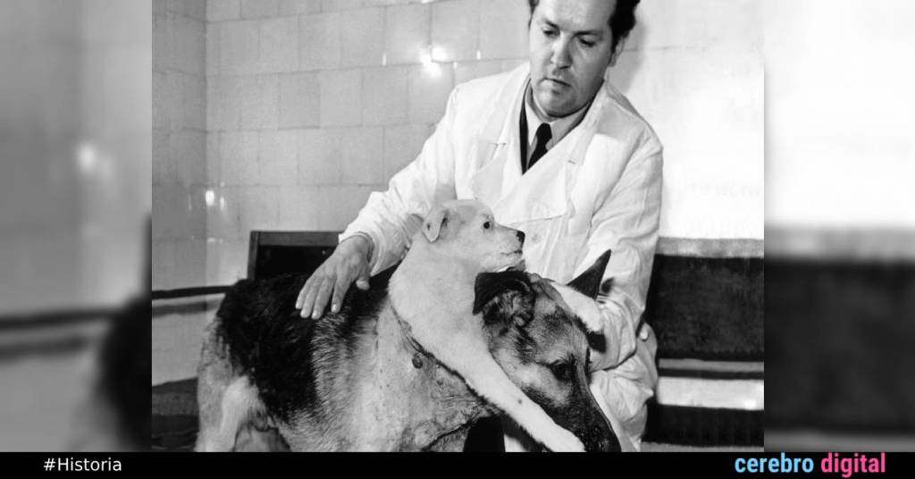 Vladimir Demikhov: doctor que creó un perro de dos cabezas