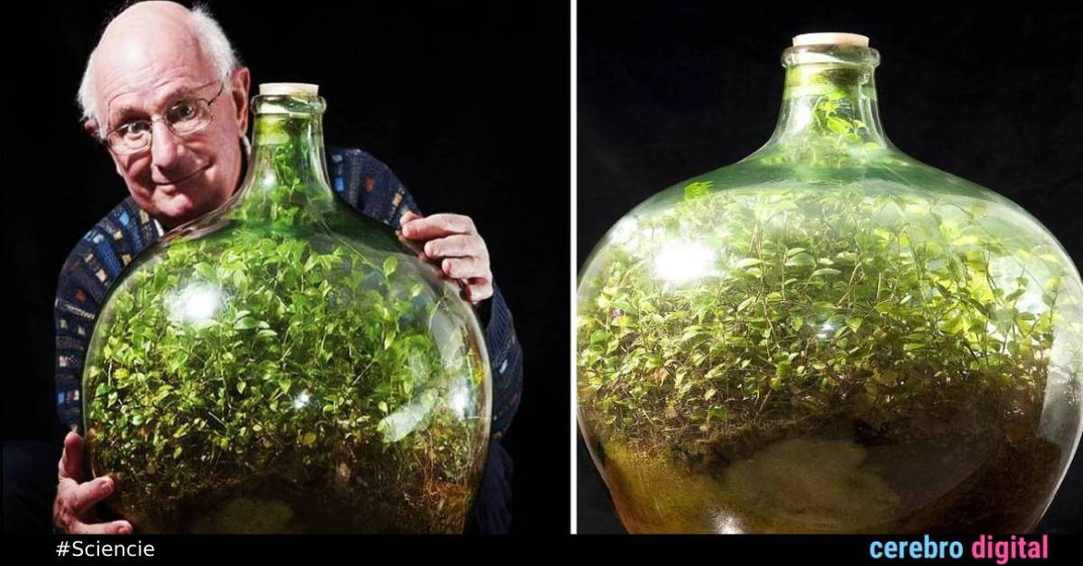 A Miniature Ecosystem: David Latimer's Small Garden