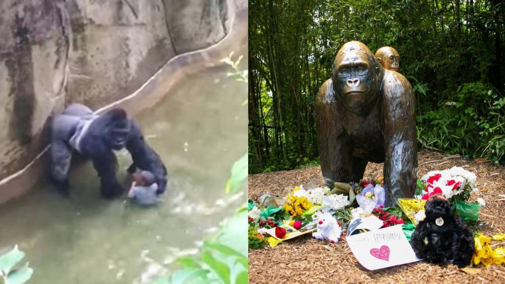 Harambe: el Gorila que fue asesinado cuando un niño cayó en su hábitat