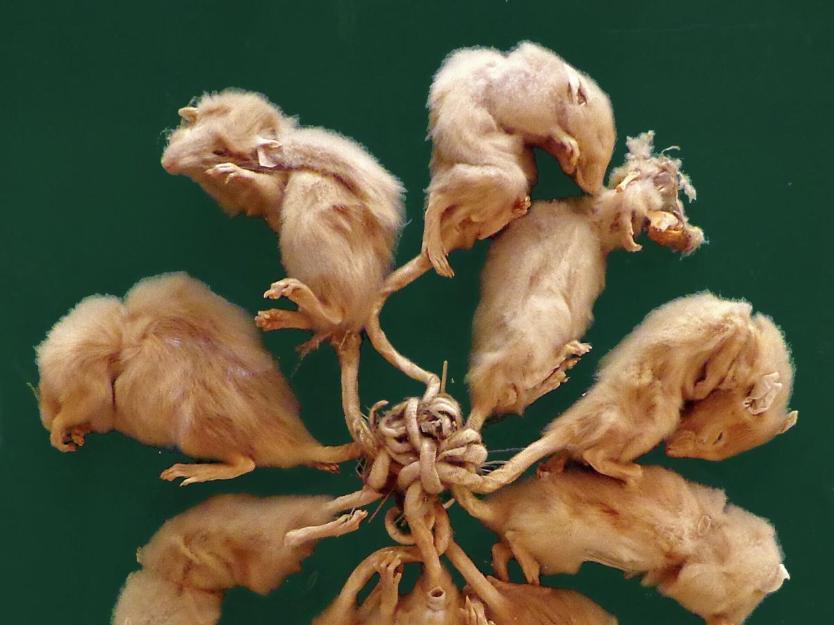 ¿Qué son los Reyes Rata? ¿Son reales o son ficción?