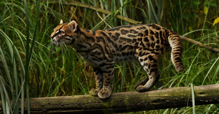 Han descubierto una nueva especie de tigrillo silvestre que habita en ...