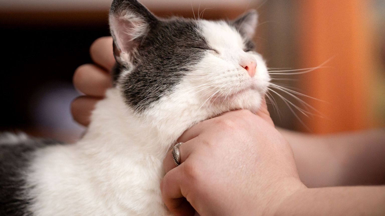 El ronroneo de los gatos es más importante de lo que creemos