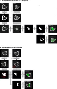 Hydrogel Injections Rapidly Increase Bone Density