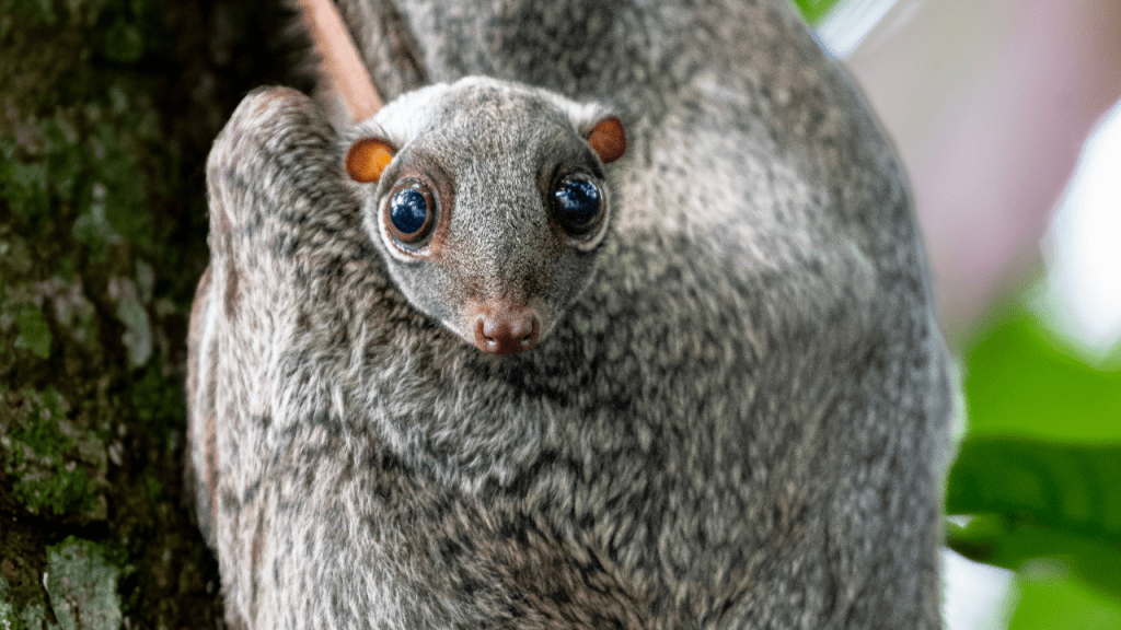 Colugo: el “lémur volador” que deslumbra sin volar ni ser un lémur