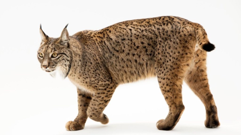 Captan por primera vez un lince ibérico blanco en Jaén, España