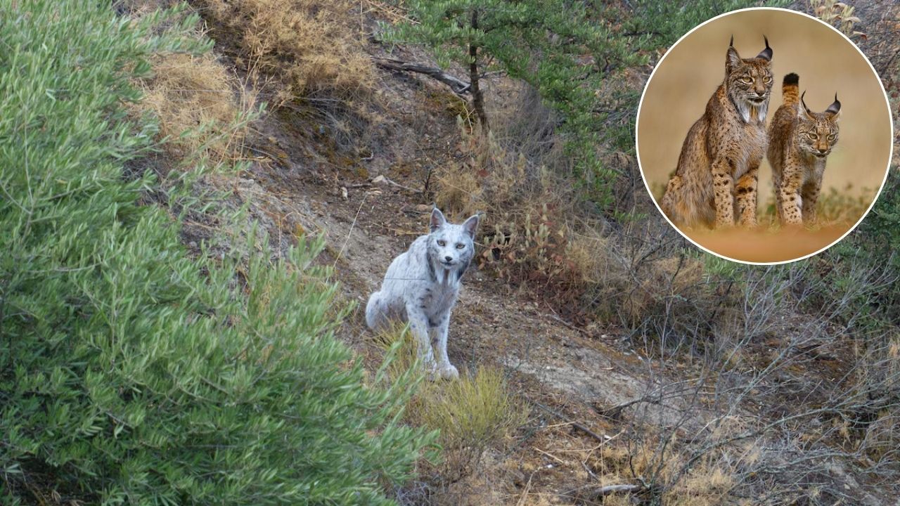 Captan por primera vez un lince ibérico blanco en Jaén, España