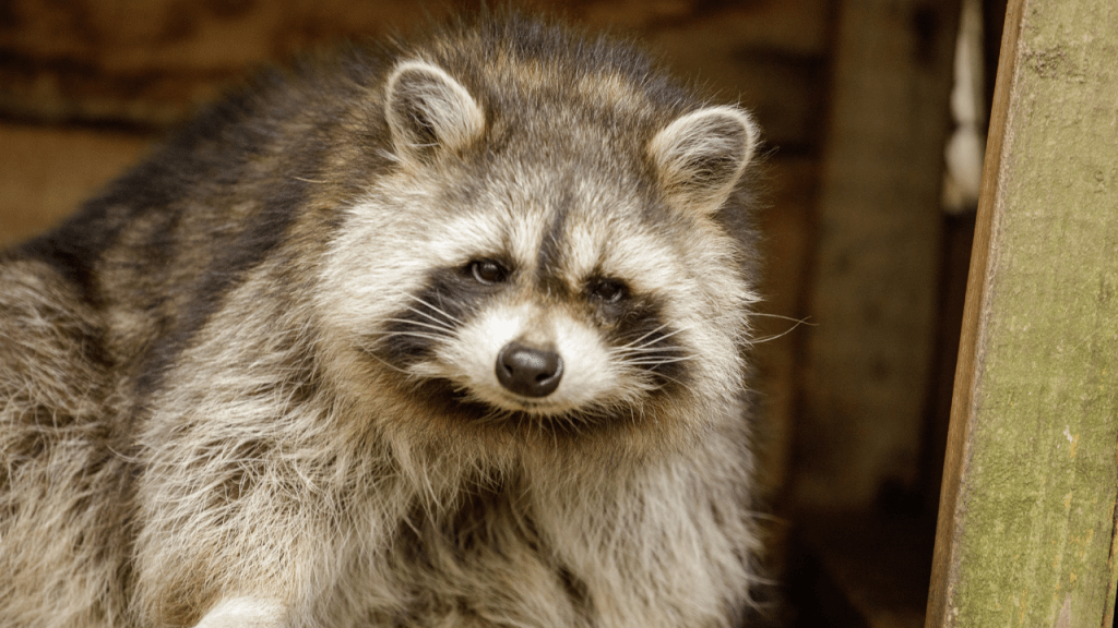 Mapaches en las ciudades han comenzado a evolucionar de una manera diferente