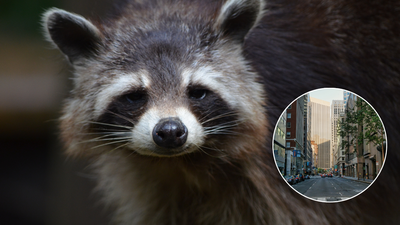 Mapaches en las ciudades han comenzado a evolucionar de una manera ...