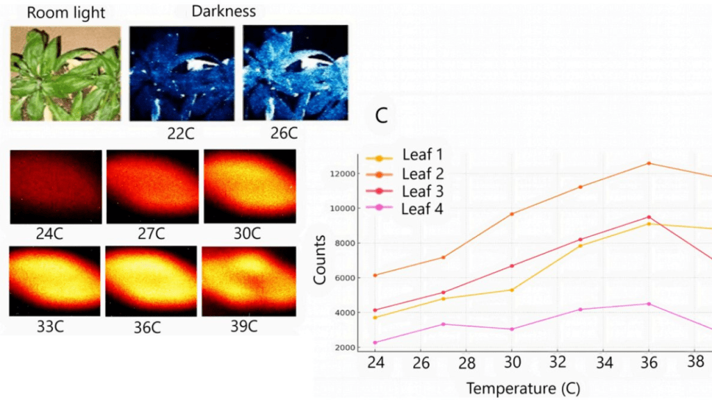 La luz invisible de la vida: cómo los seres vivos emiten fotones ...